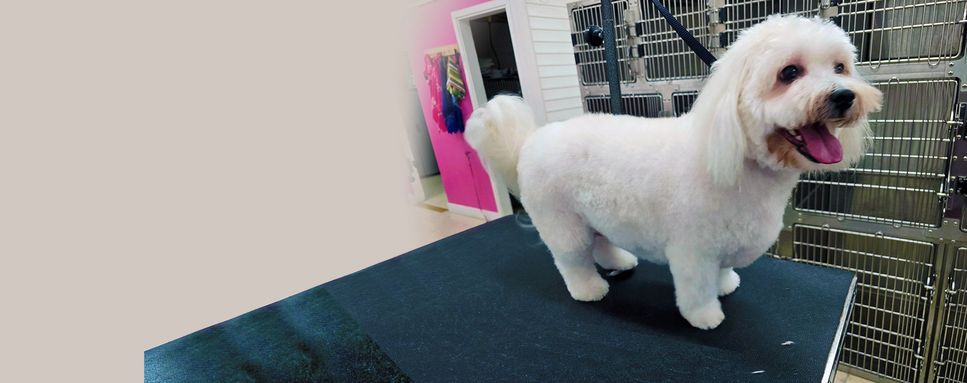 Posh Pup - Professional Pet Grooming